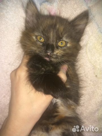Полуперсидская кошечка