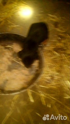 Щенки ягдтерьера 3 сучки и один кобель