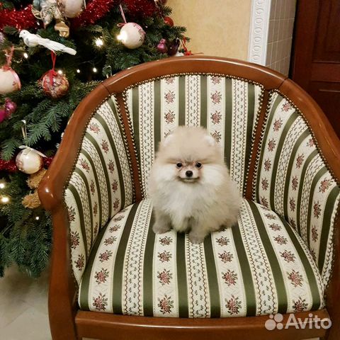 Шоу малышка помераночка супер мини