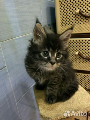 Уральские сомацветики