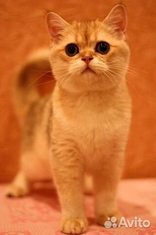 Плюшевый британчик