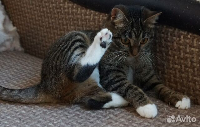 Малышка Карамелька, в дар