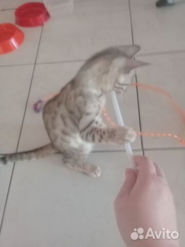Котенок серебристая бенгалочка