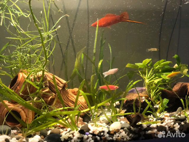 Аквариум с рыбками