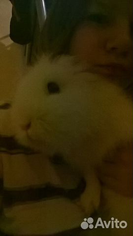 Ангорская крольчиха