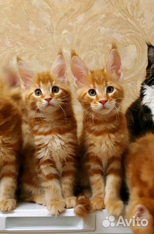 Крупные котята Мейн Кун