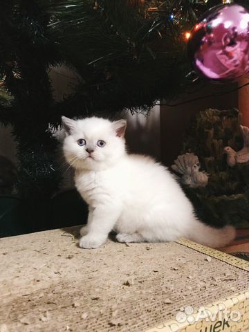 Шотландские малышки