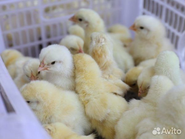 Цыплята бройлера арбор айкрес