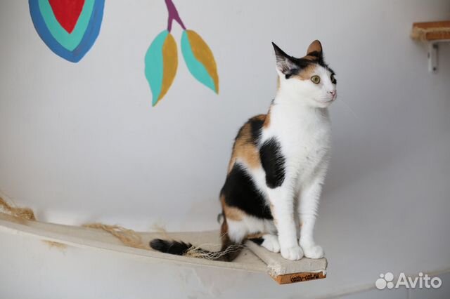 Кошечка Нева