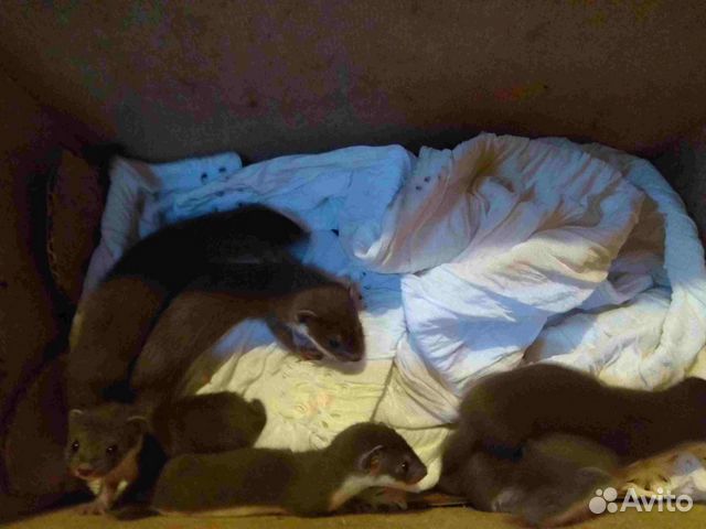 Зверек ласка