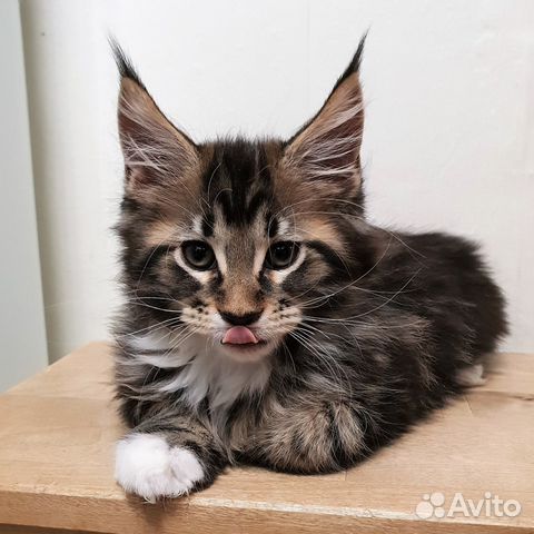 Котята мейн-куны на продажу