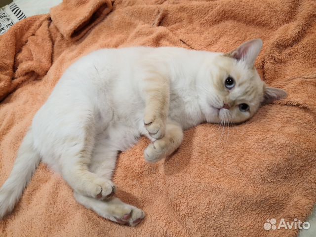 Кот полубританец. 3-5 лет. Общительный