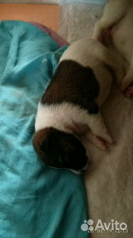 Фокстерьер