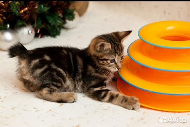 Котятки рысятки