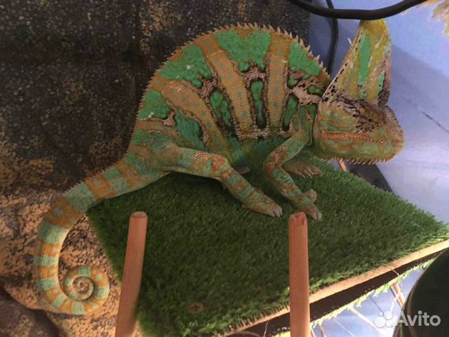 Продам йеменского хамелеона