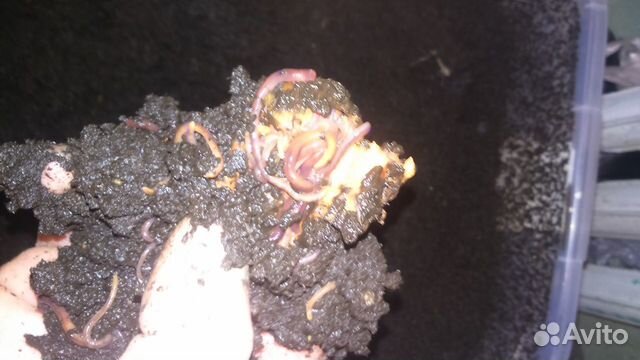 Червь старатель