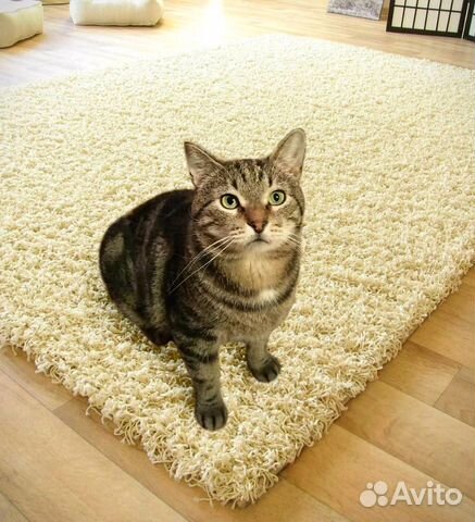 Британец,домашний кот Мачо, 2г+,кастрирован. приют