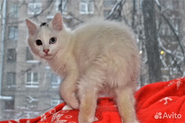 Котята курильского бобтейла