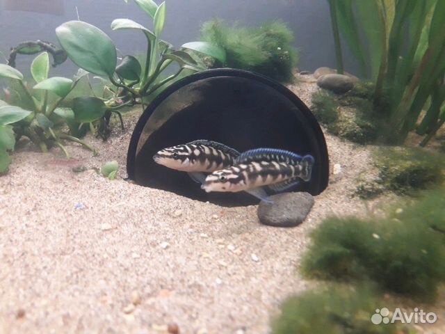 Юлидохромис масковый