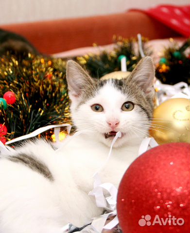 Котенок мальчик - маленький ангелочек