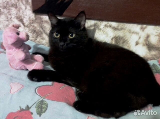 Плюшевая Багира в добрые ручки