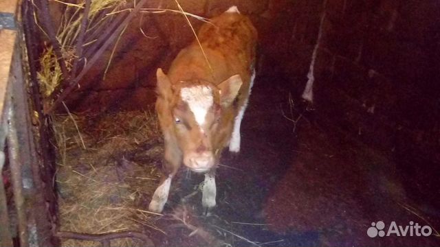 Телочка на племя айширо- голштинка