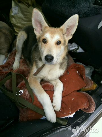 Щенок кобель кастрирован