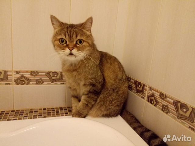 Кот Кекс в поисках семьи