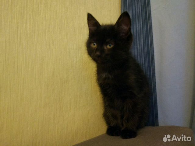 Котенок по имени гав