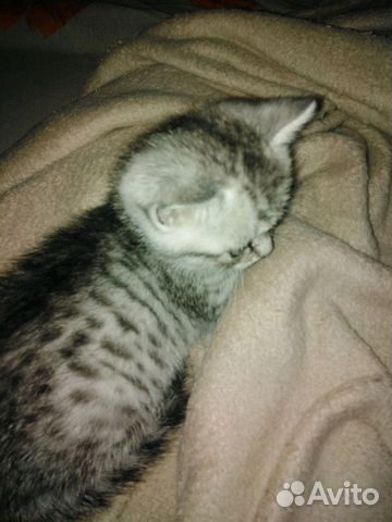 Шатландский котенок