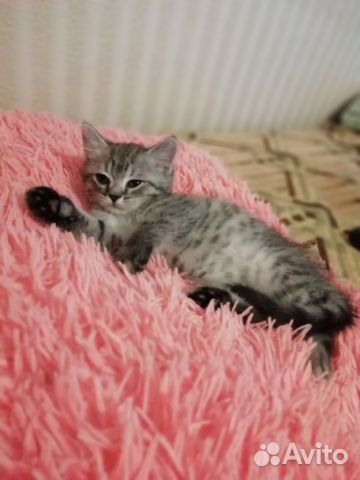 Котик в добрые руки (1.5 месяца)