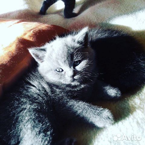 Котята шотландцы