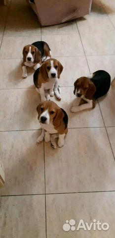 Щенки бигля