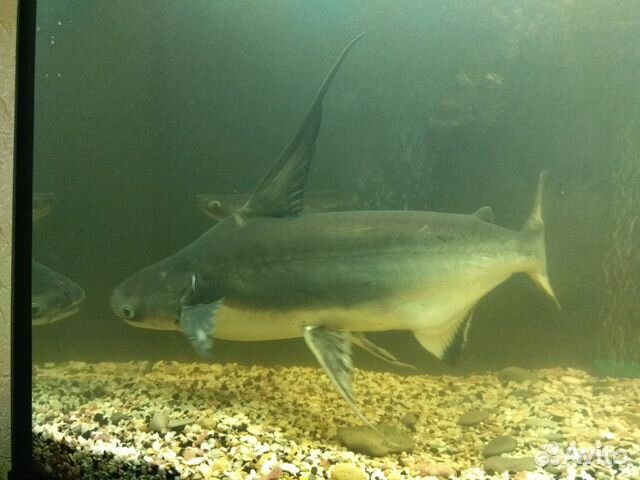 Большой Акулий сом 60 см (Пангасиус)
