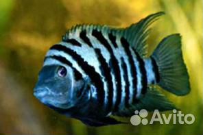 Аквариум с рыбками