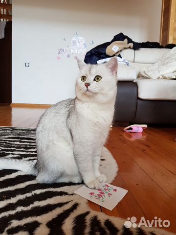 Отдам бесплатно клубного кота