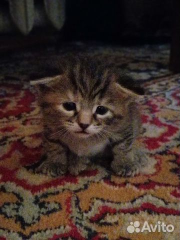 Котенок