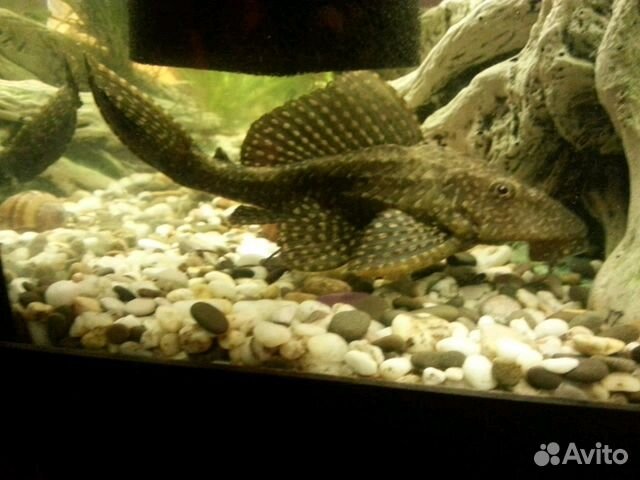 Парчовый сом 18-20 см