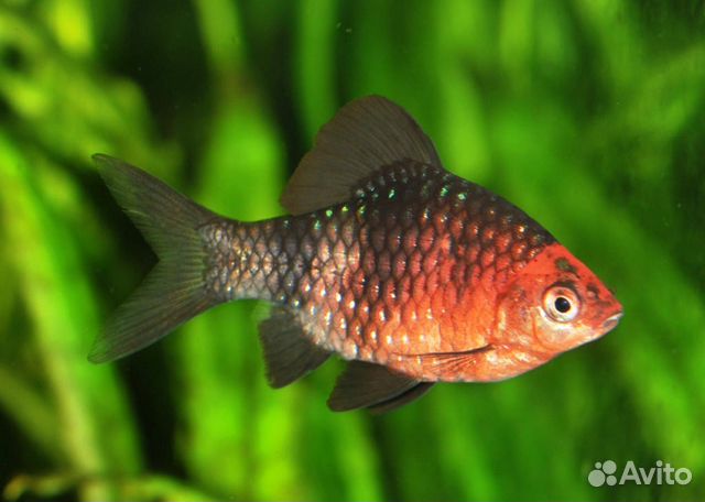 Барбус черный, 2шт