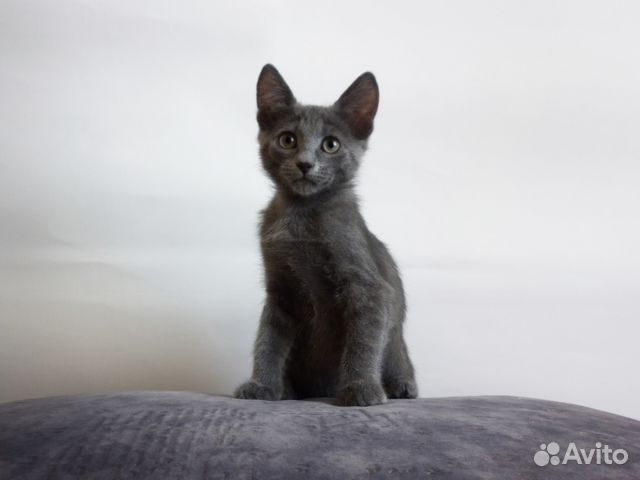 Котенок в хорошие руки