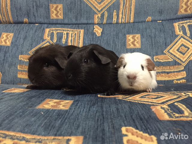 Девчули английский крестед и селф