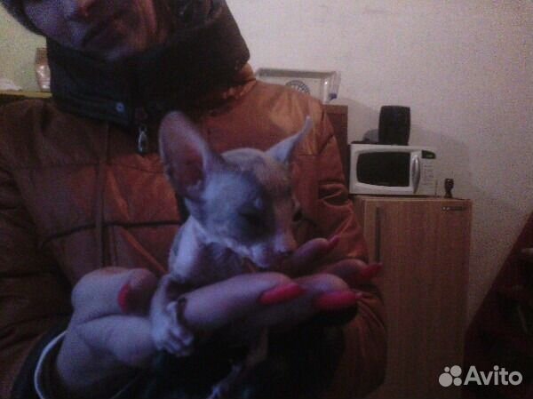 Котята Донских Сфинксов