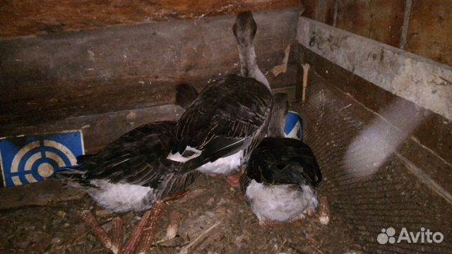 Семья гусей на развод