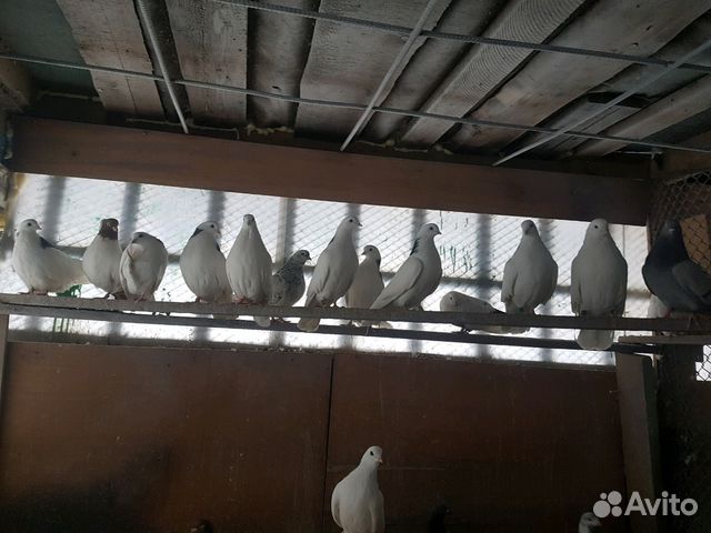 Голуби. Пермские гривуны