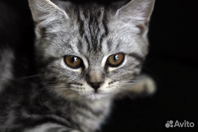 Британские непоседы