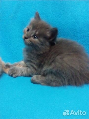 Чудо- девчонка