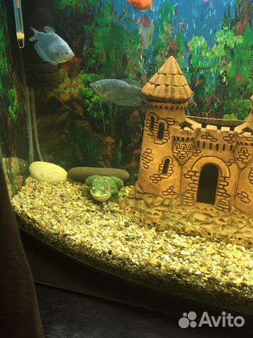 Мраморные гурами