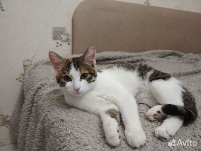 Кошка-попугай Лорейн 6мес