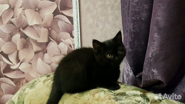 Британская кошечка