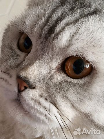 Кот.Вязка
